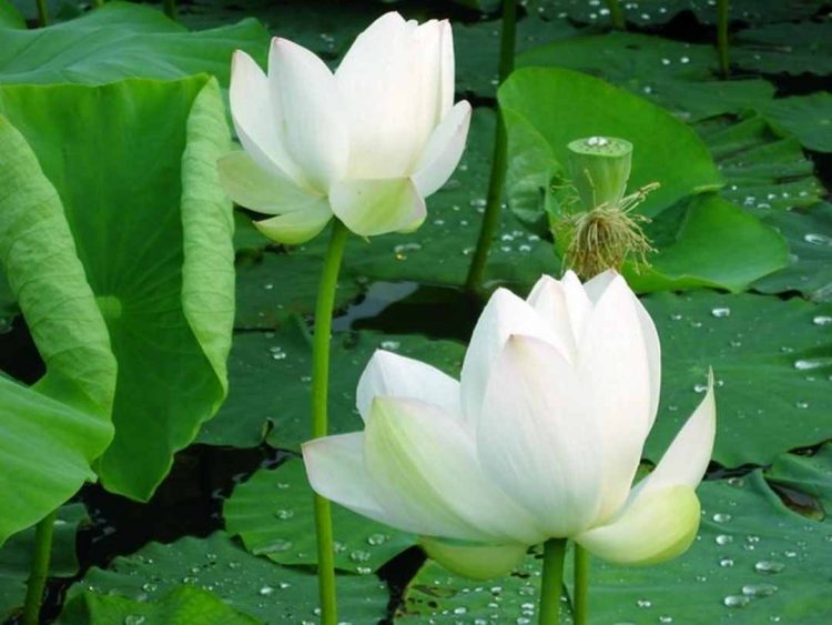 Hoa sen trắng - Loài hoa thanh tao, thuần khiết vô cùng