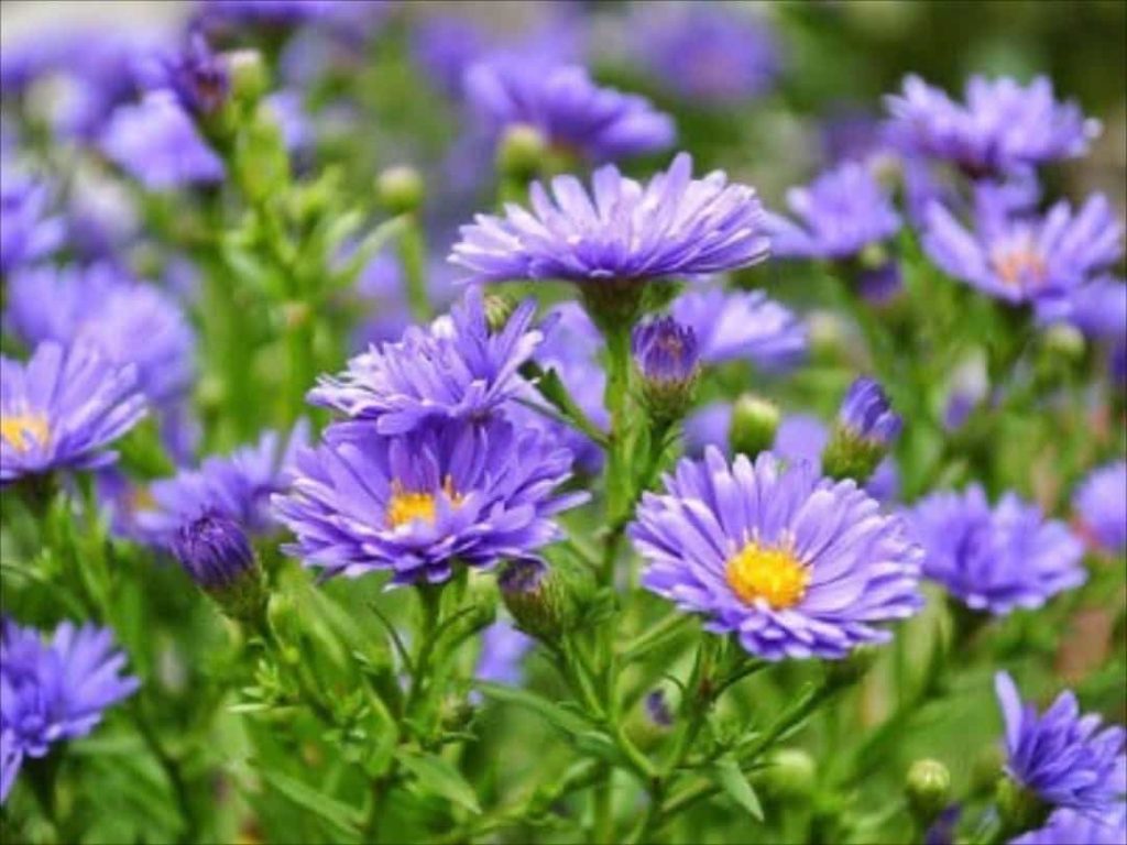 Hướng dẫn cách cắm hoa thạch thảo đúng chuẩn cho bạn