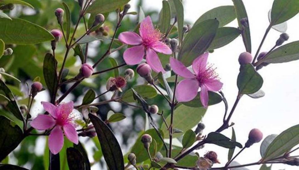 Nguồn Gốc và Đặc Điểm Hoa Sim - Các ứng dụng của cây Hoa sim